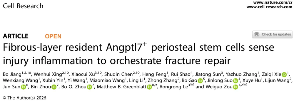 《Cell Research》封面：邹卫国研究团队合作鉴定专职响应骨折修复的骨外膜干细胞类群-海南医科大学（海南省医学科学院）